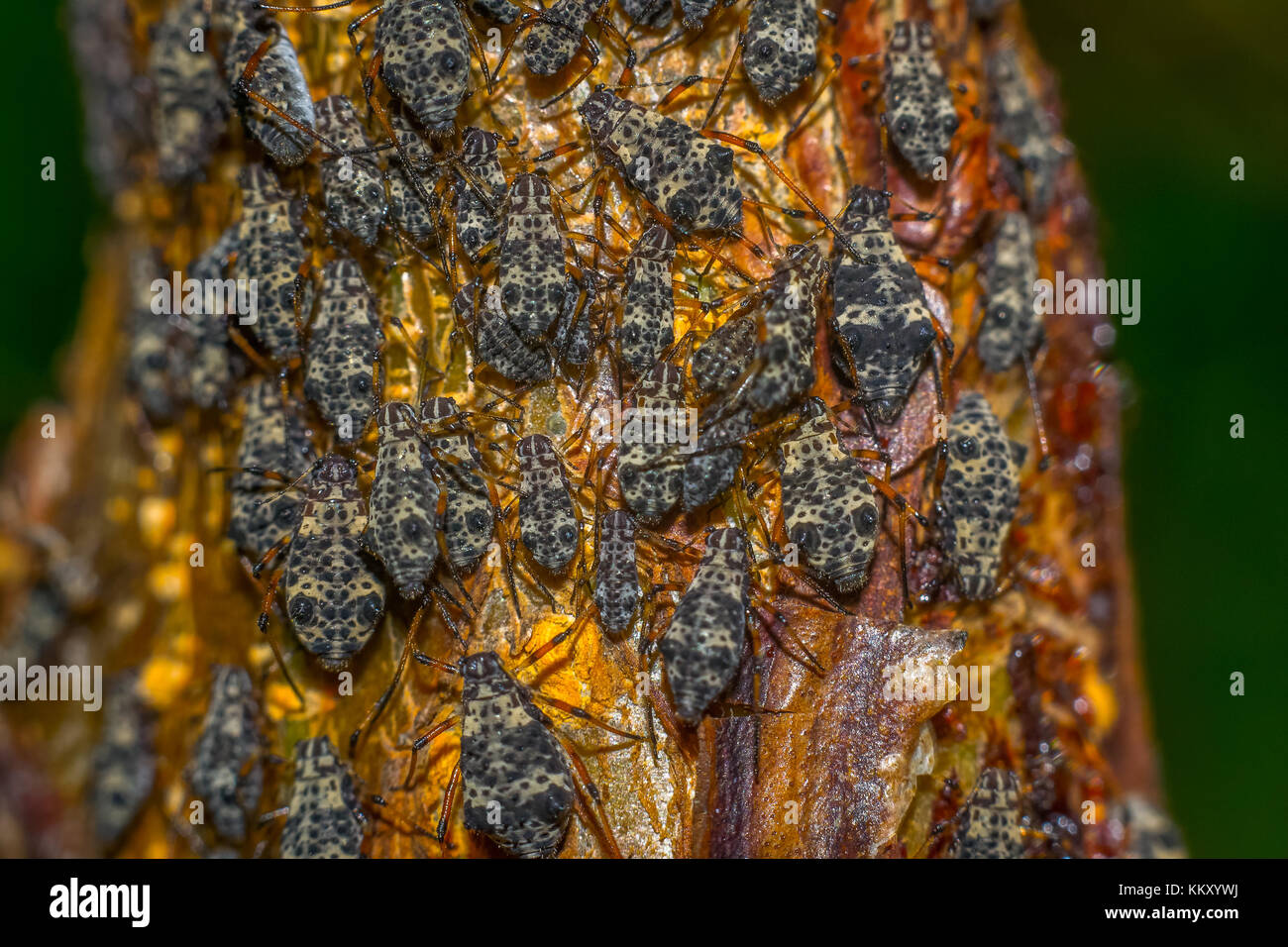 Green peach aphid hi-res stock photography and images - Alamy