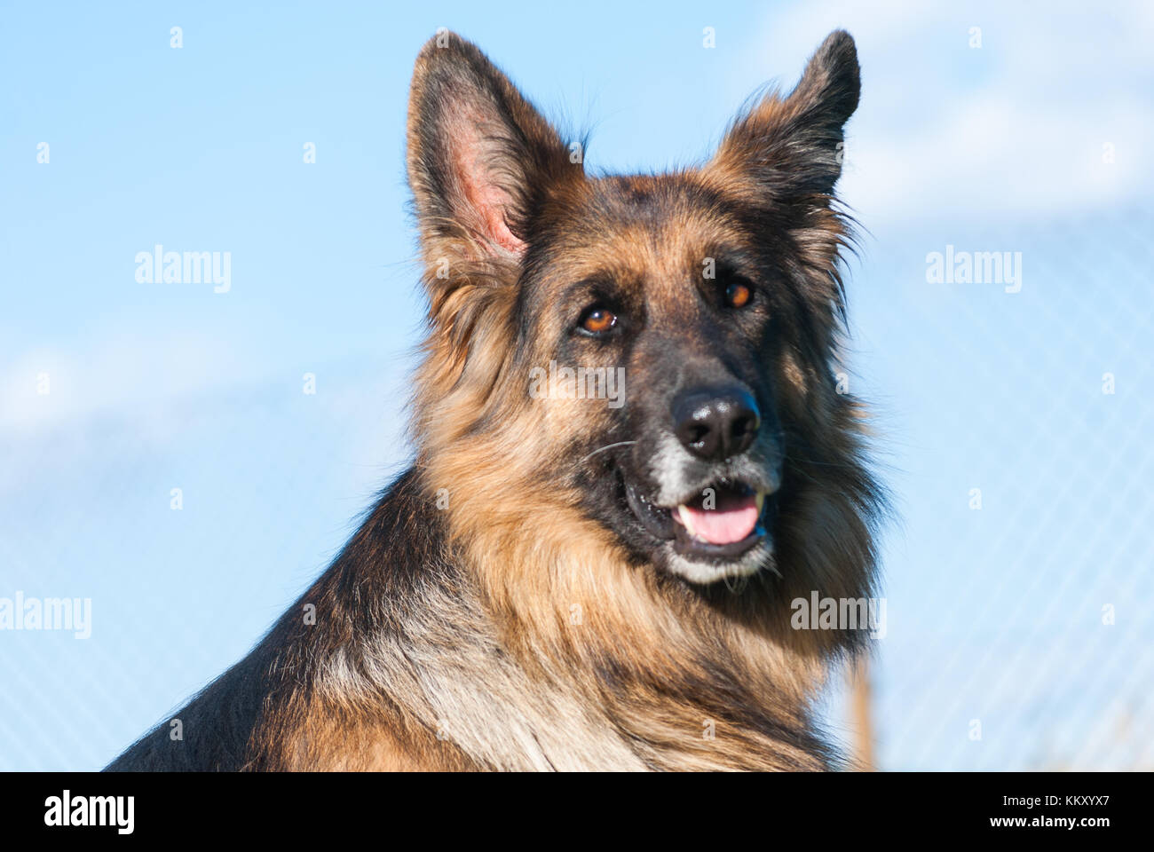 German shepherd dog, Alsatian Stock Photo - Alamy