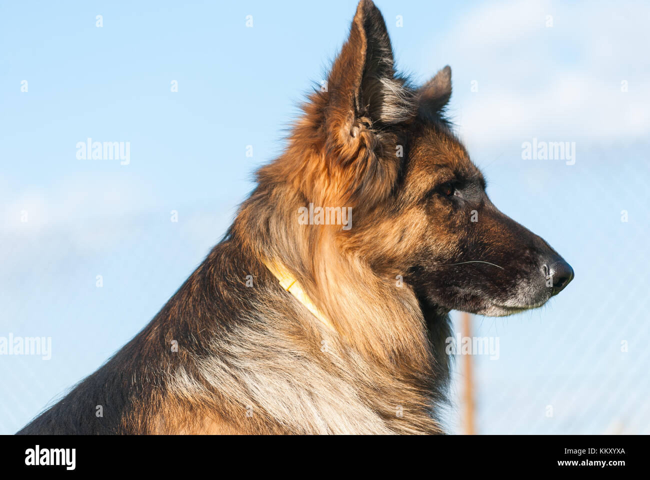German shepherd dog, Alsatian Stock Photo - Alamy