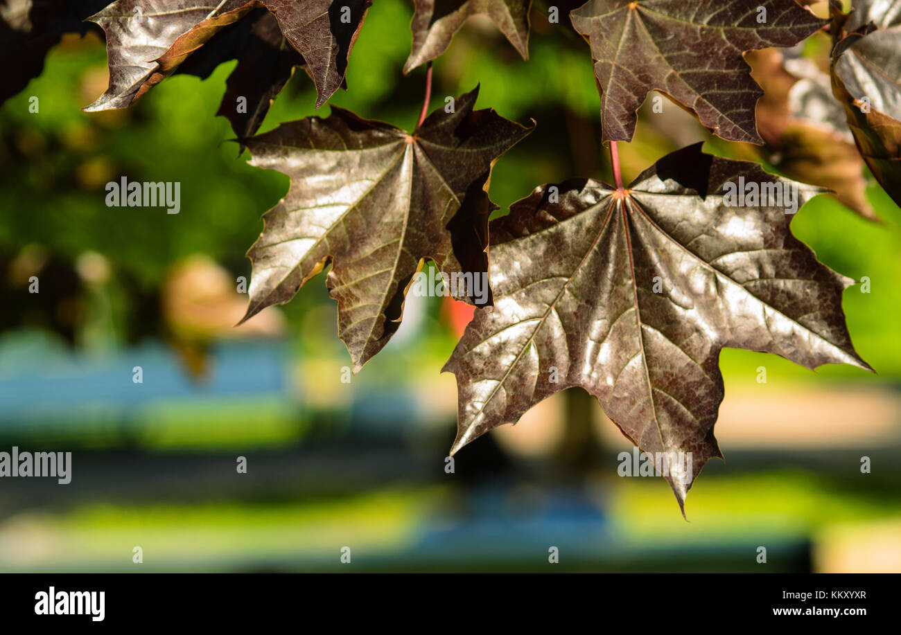 black leaves maple nature Park vacation leaf Stock Photo - Alamy