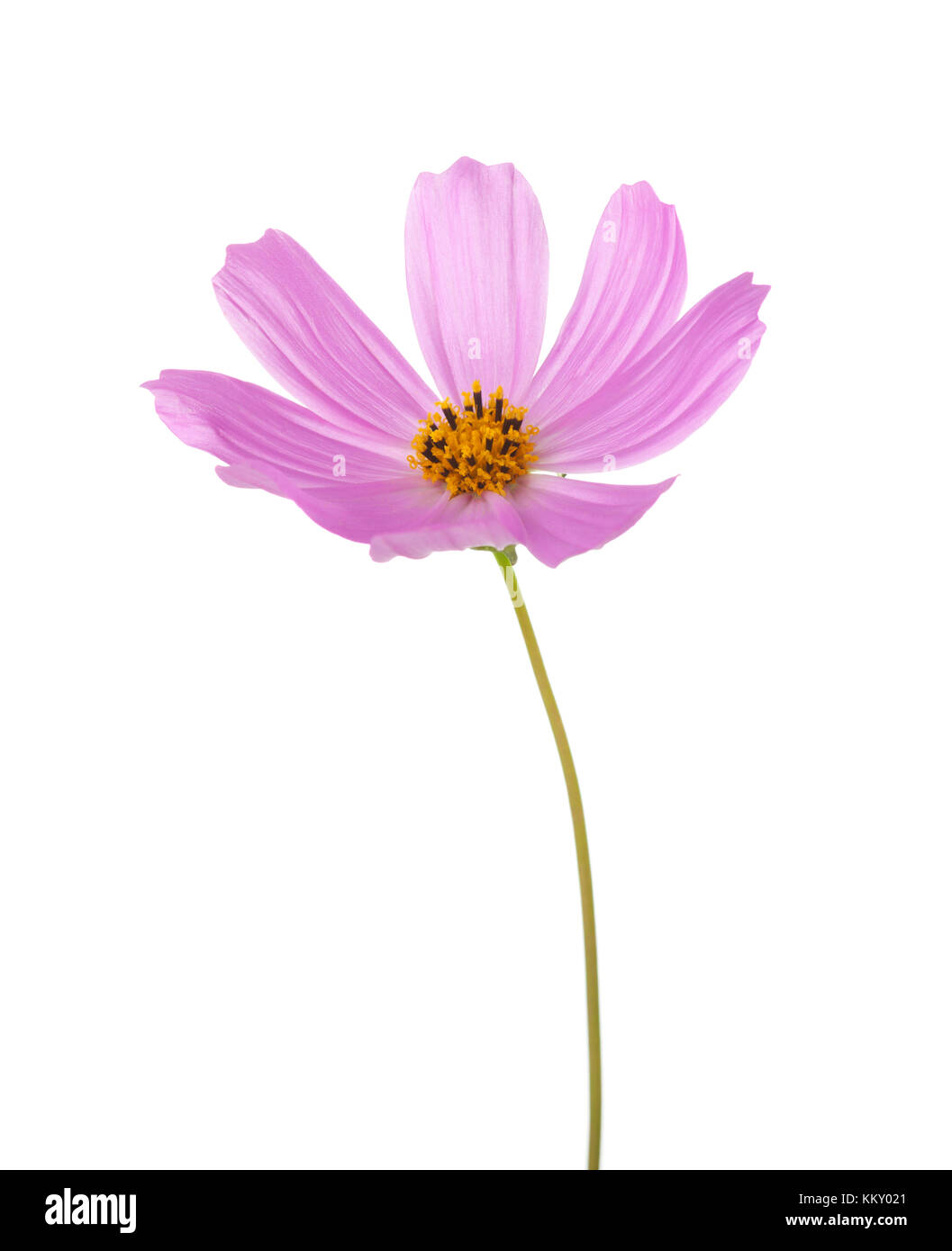 Light pink Cosmos flower isolated on white background. Garden Cosmos ...