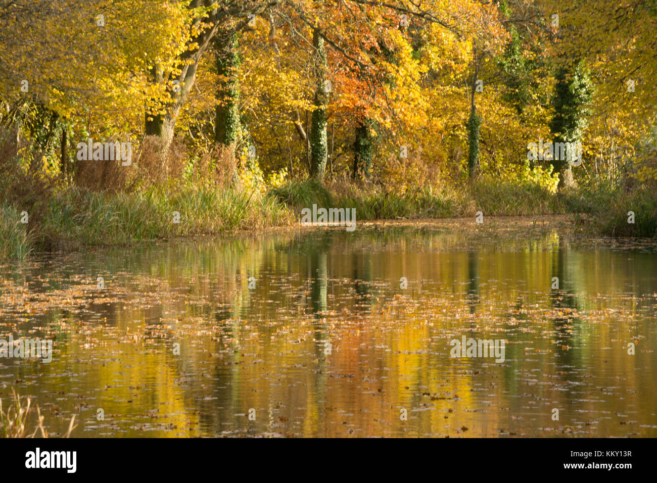Landscape view of the Basingstoke Canal at Crookham in Hampshire with ...