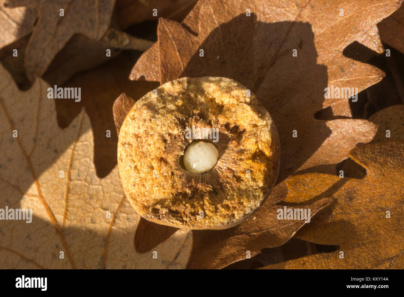 Close-up of an oak marble gall cut open to show the wasp larva ...