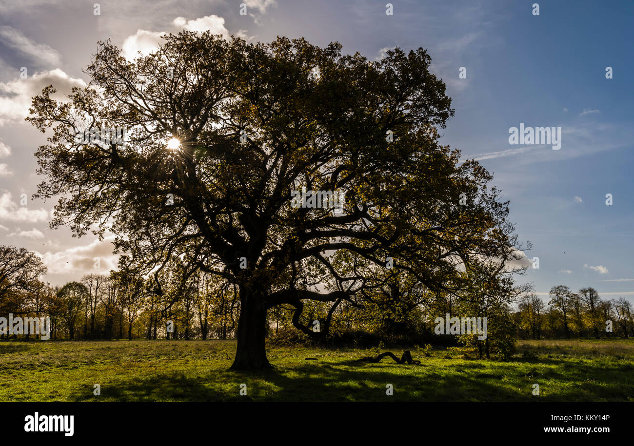Rising sun and single tree hi-res stock photography and images - Alamy