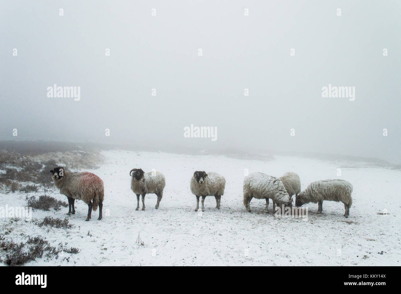 sheep in the snow Stock Photo - Alamy
