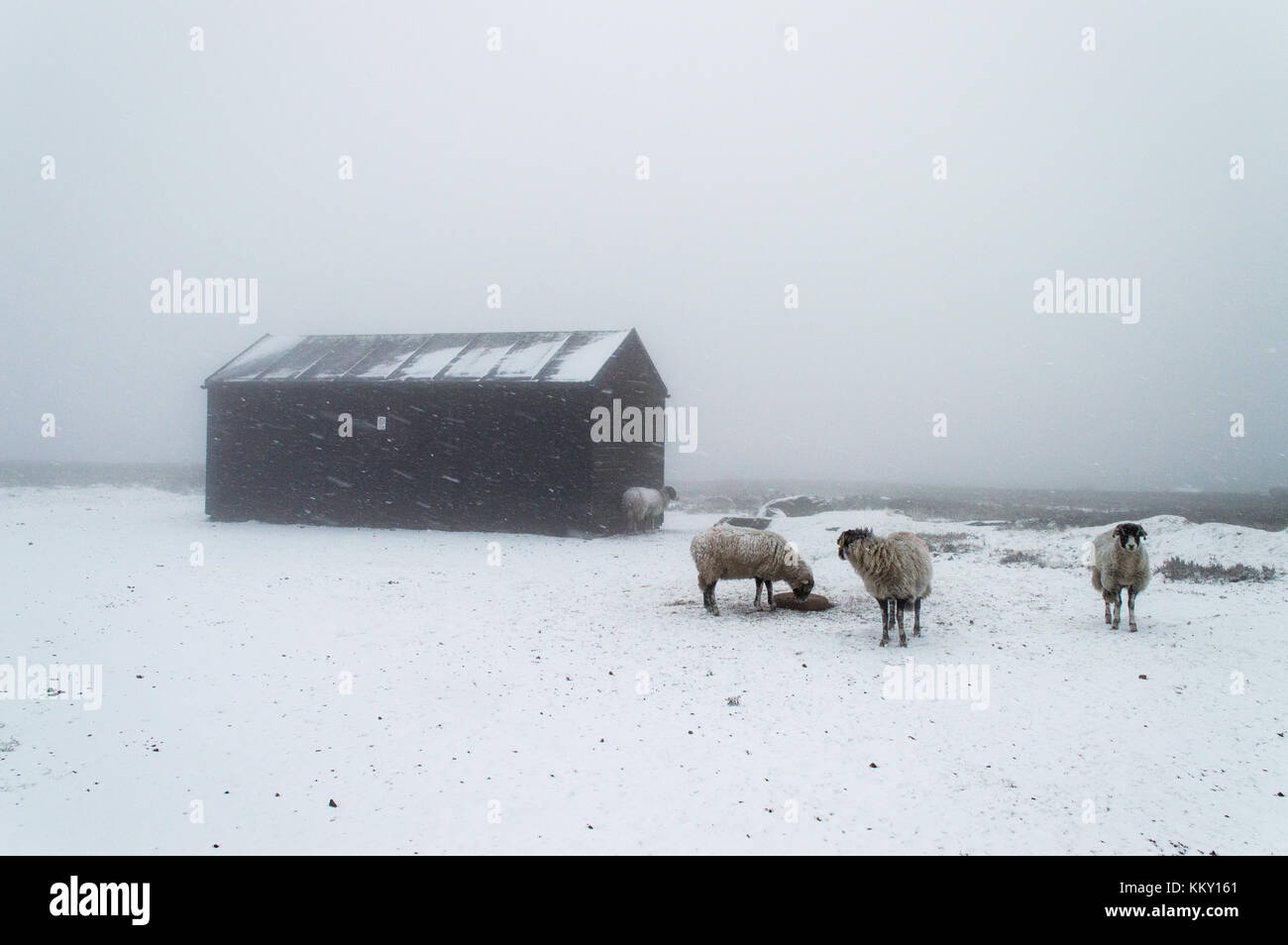 Hay bale snow sheep hi-res stock photography and images - Alamy