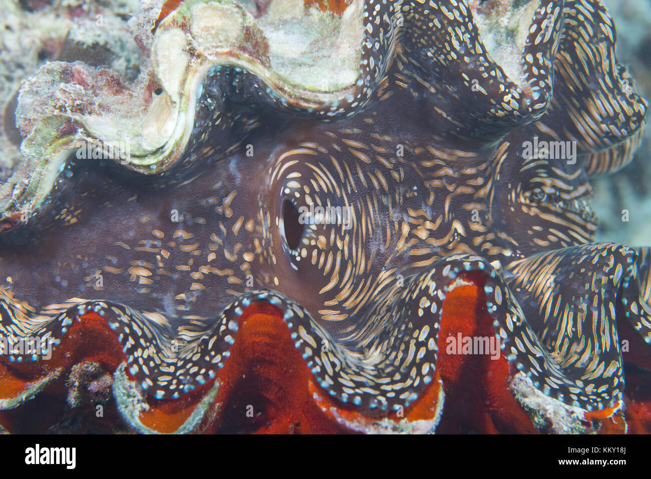 Diving with giant fish hi-res stock photography and images - Alamy