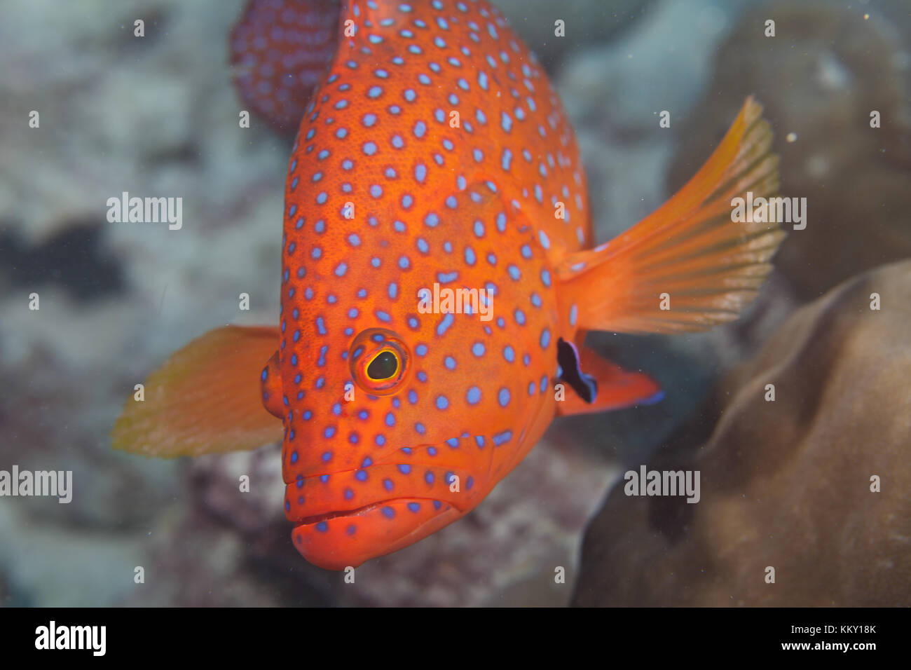 Harshly High Resolution Stock Photography and Images - Alamy