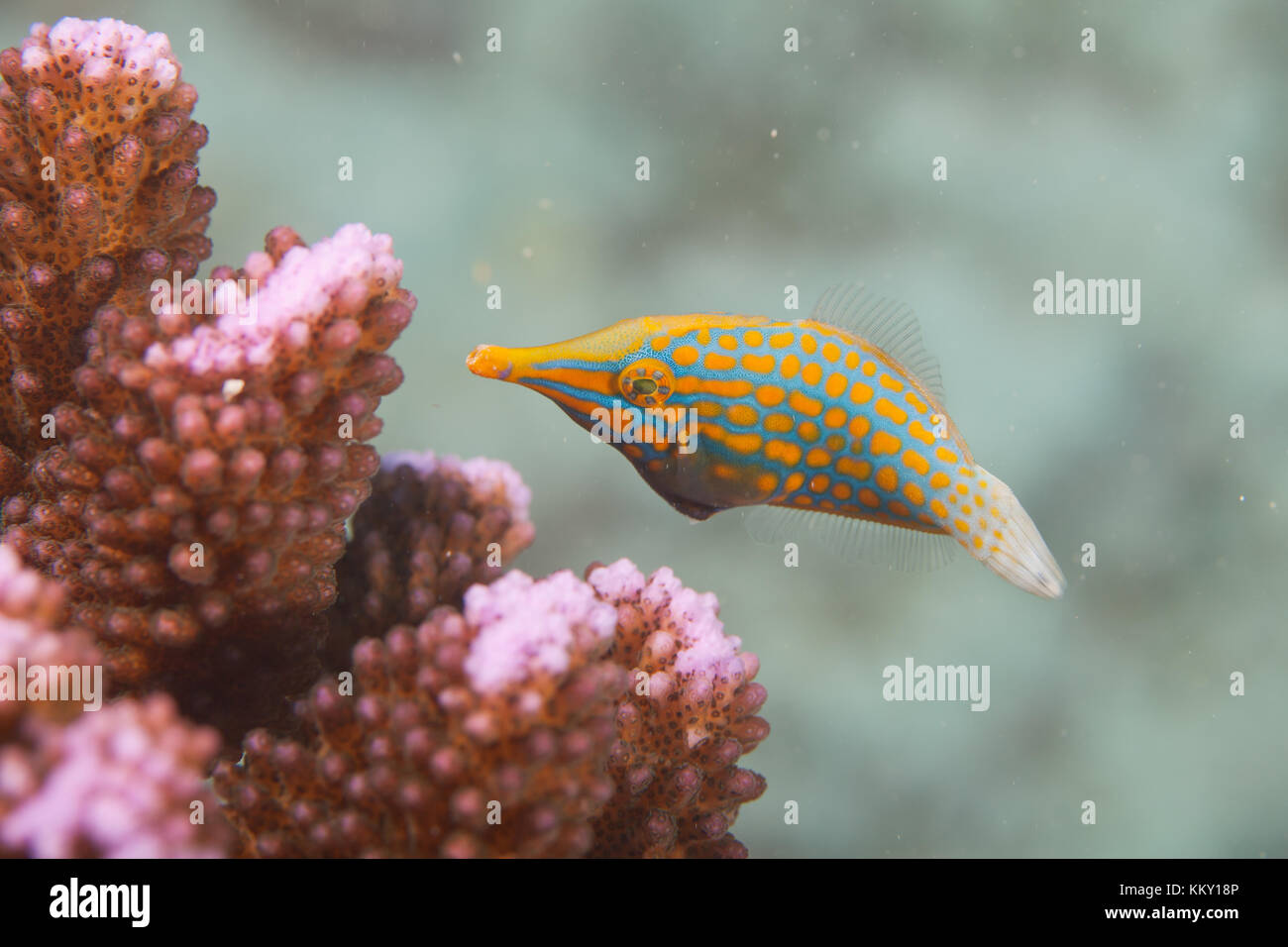 Orange and turquoise coral fish - Seychelles - Africa Stock Photo - Alamy