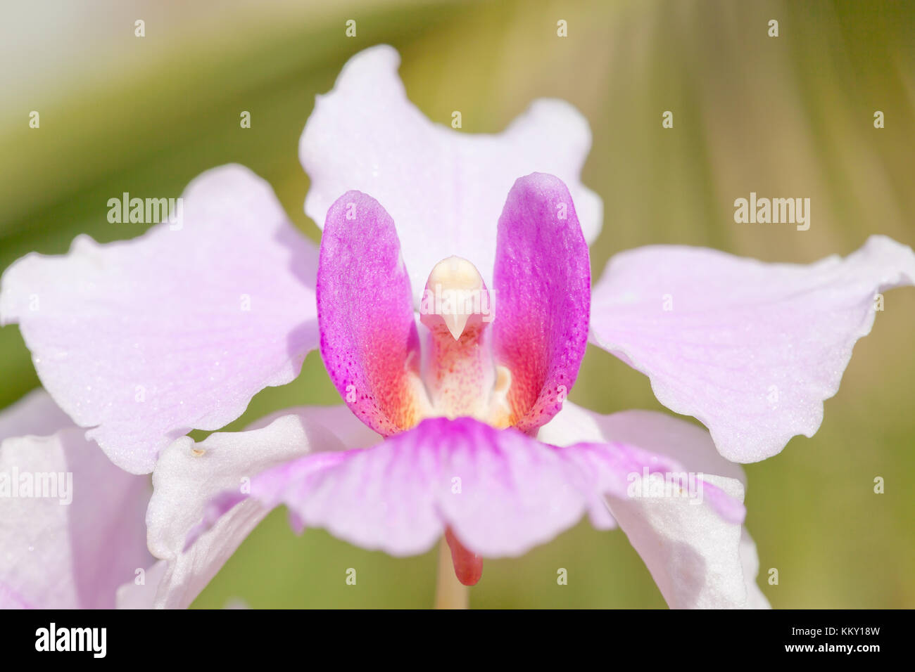 Orchid blossom - Seychelles - Africa Stock Photo - Alamy