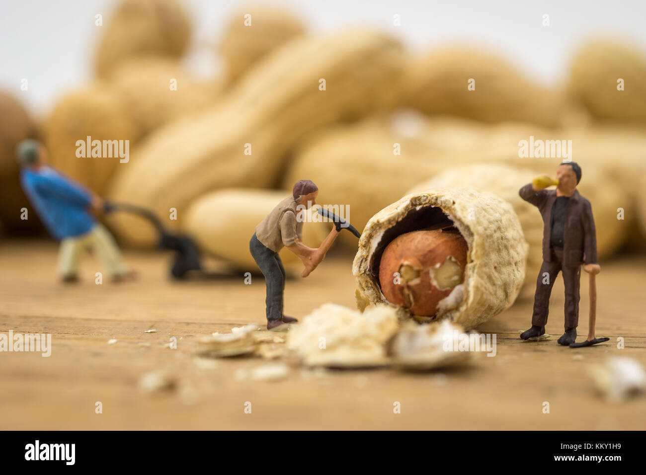 Creative concept with miniature people. Workers chopping nuts. Little ...