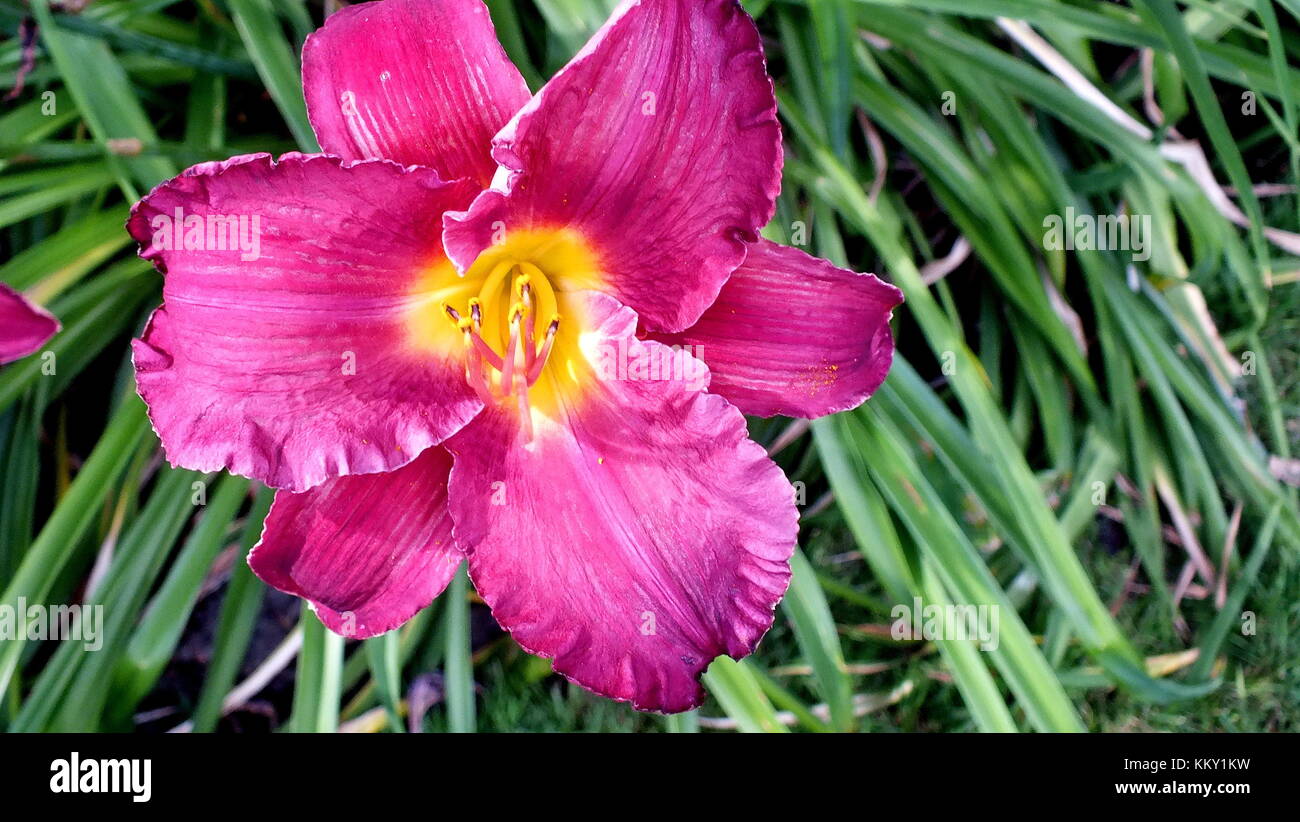 Closeup of the blooming purple daylily flower Stock Photo - Alamy