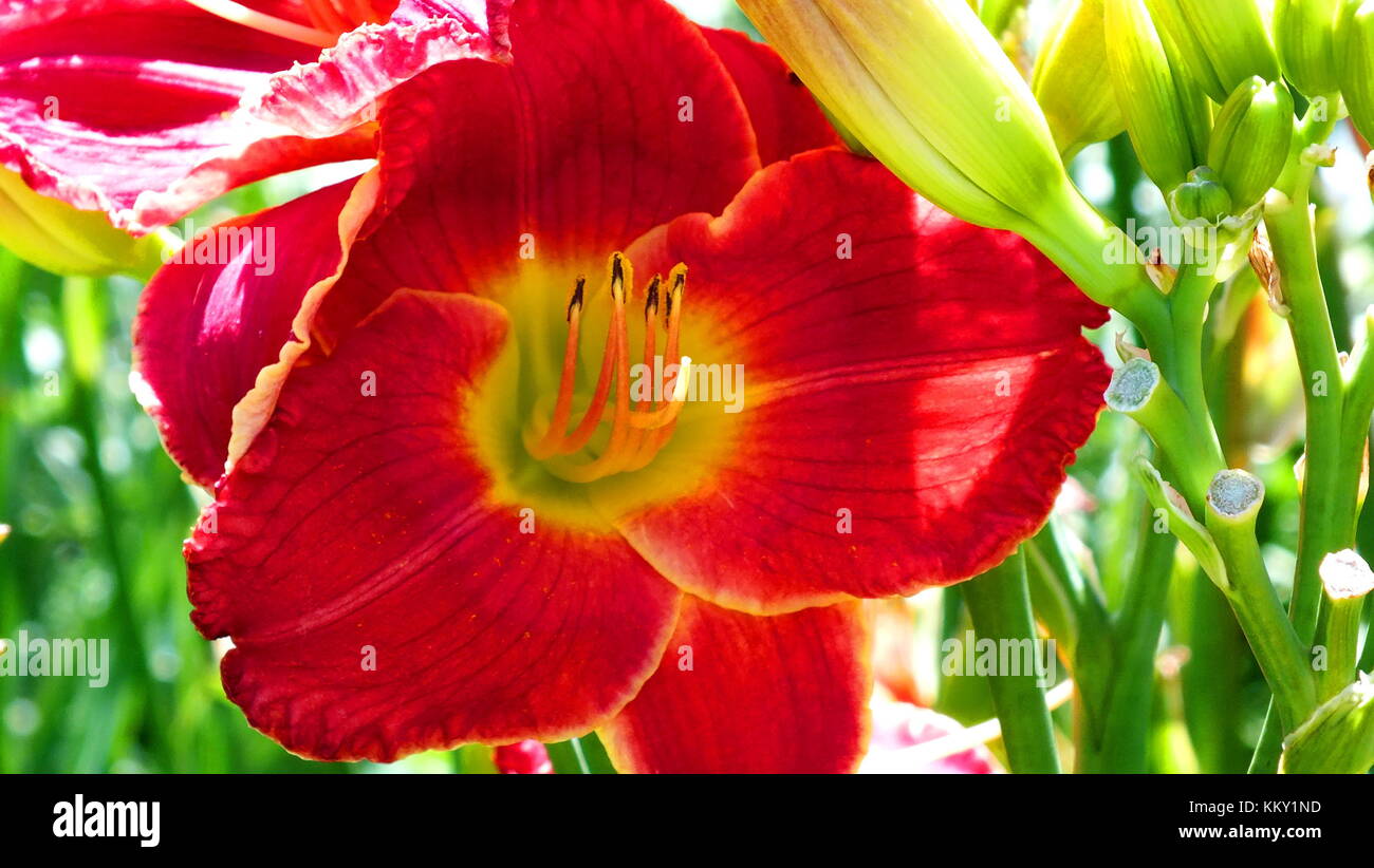 Closeup of the blooming red and yellow daylily flower Stock Photo - Alamy