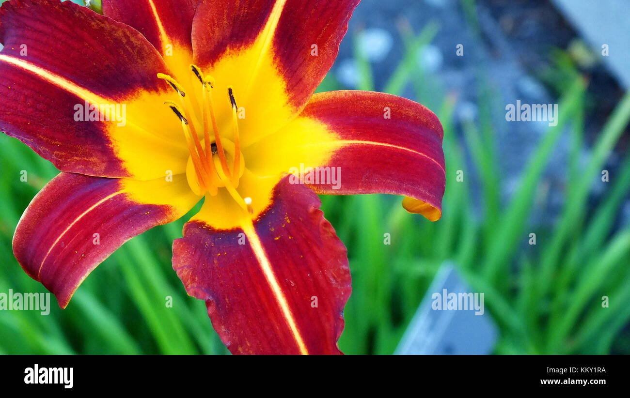 Closeup of the blooming red and yellow daylily flower Stock Photo - Alamy
