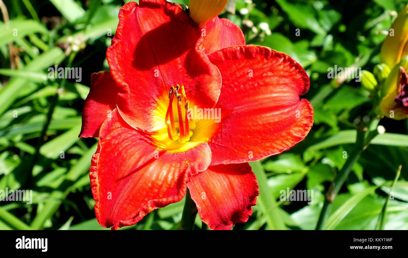 Closeup of the blooming red daylily flower Stock Photo - Alamy