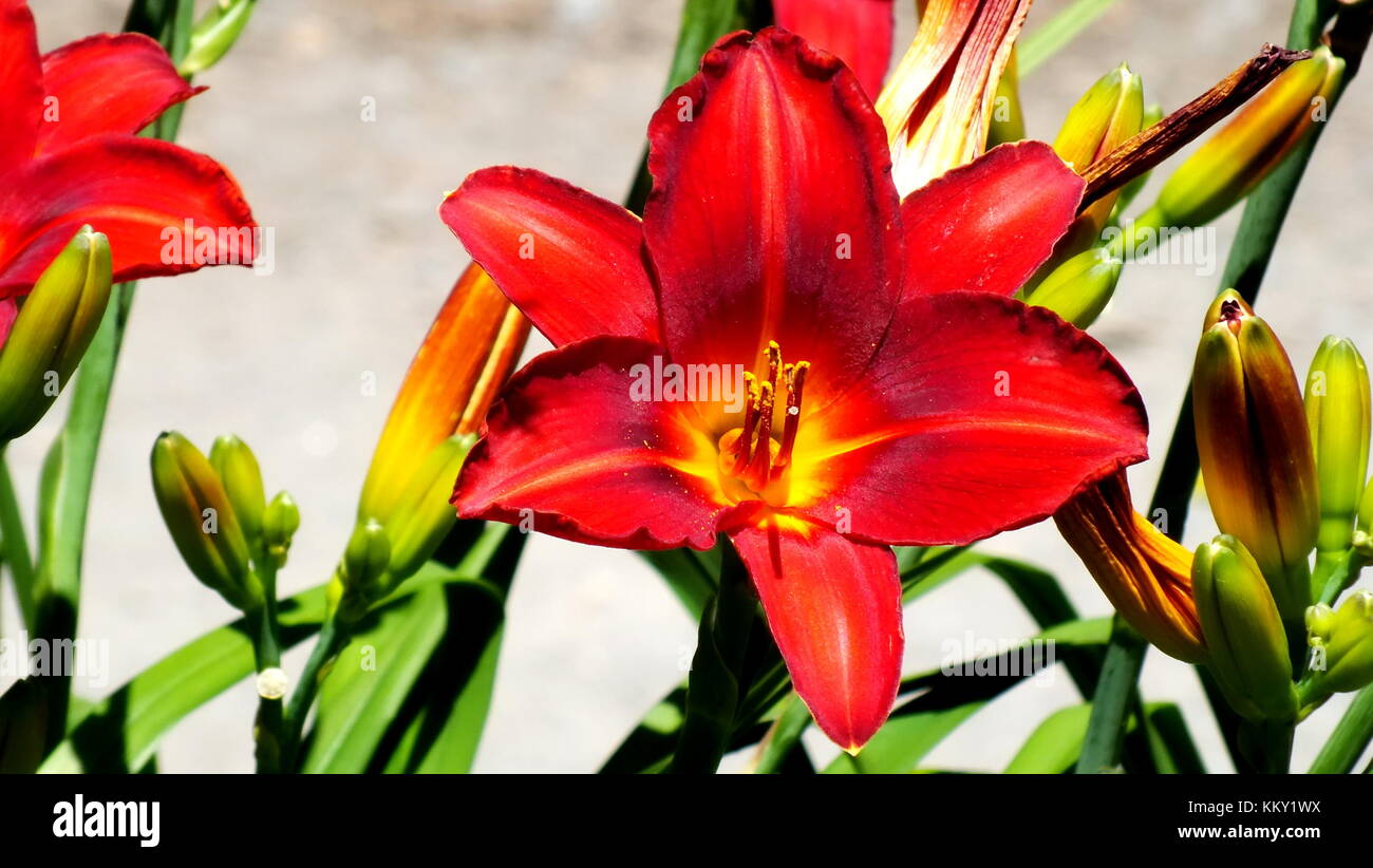 Closeup of the blooming red daylily flowers Stock Photo - Alamy