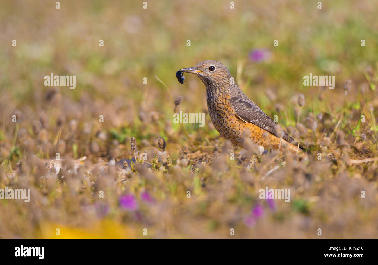 Rock thrush female with prey Stock Photo - Alamy