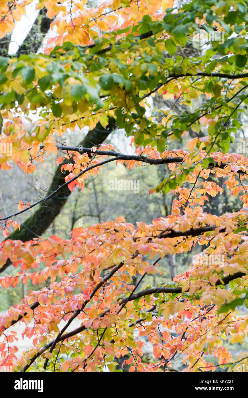 Trees grow naturally on hi-res stock photography and images - Alamy