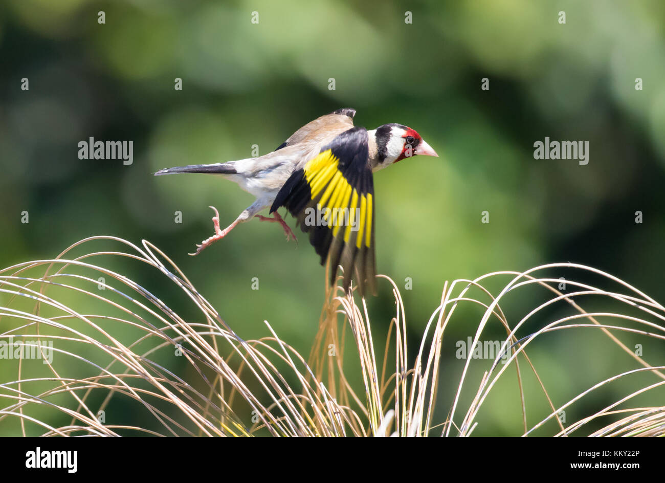 Goldfinch in flight hi-res stock photography and images - Alamy