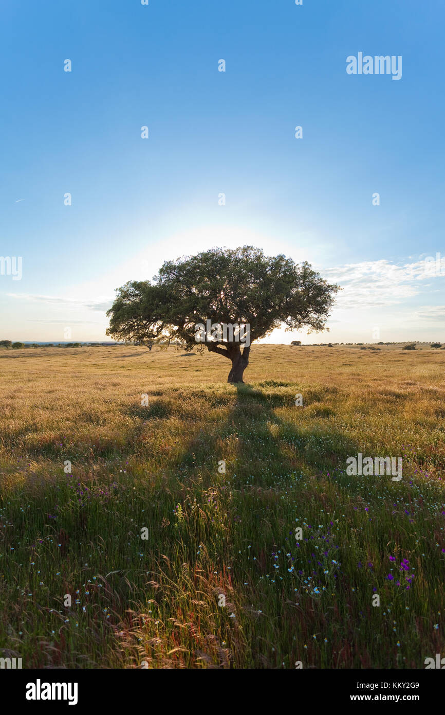 Flowering tree in portugal hi-res stock photography and images - Alamy