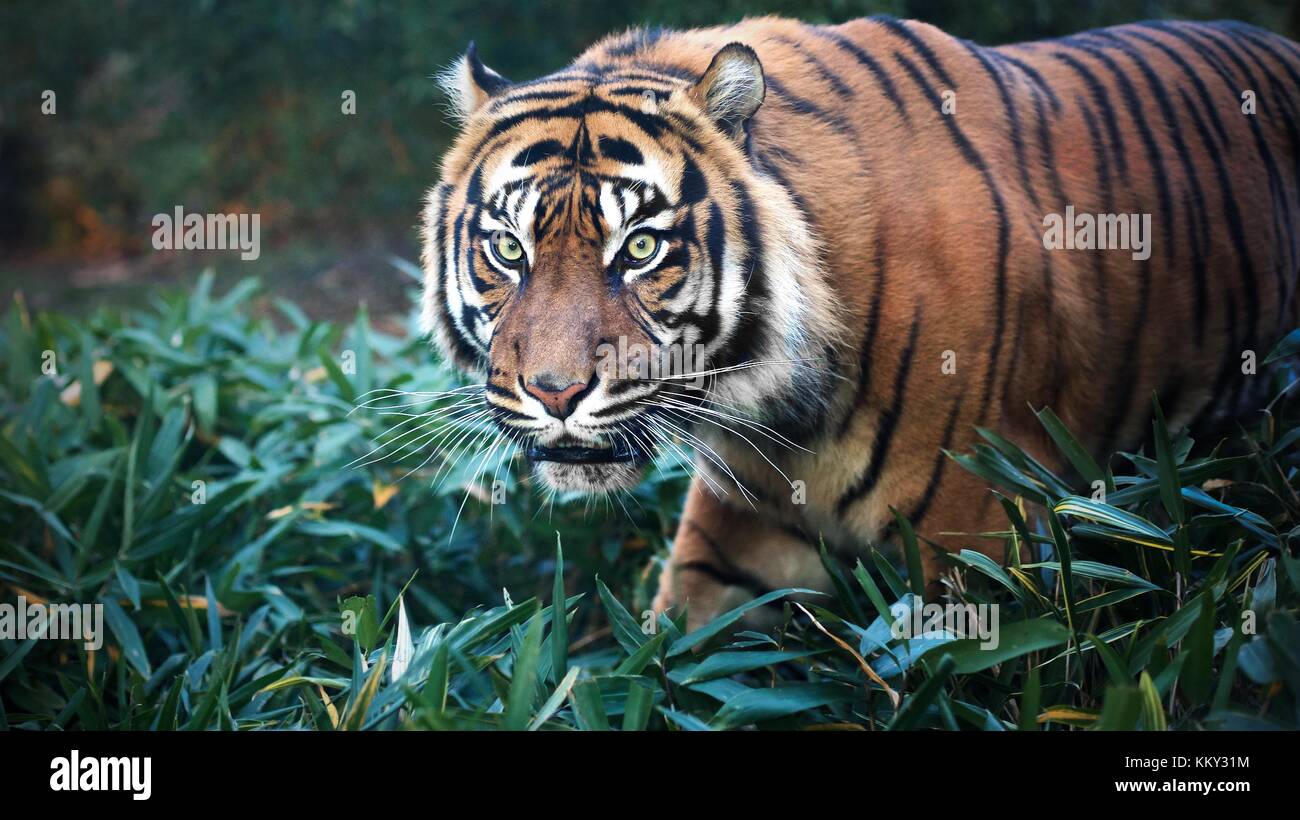 Sumatran tiger face tigers hi-res stock photography and images - Alamy