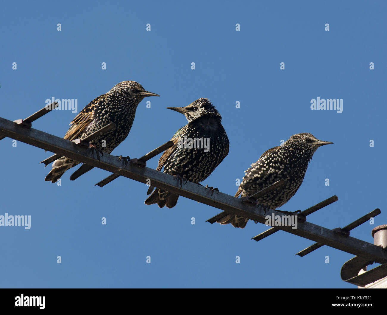 Three Common Starling, sturnus vulgaris, perched on television aerial ...