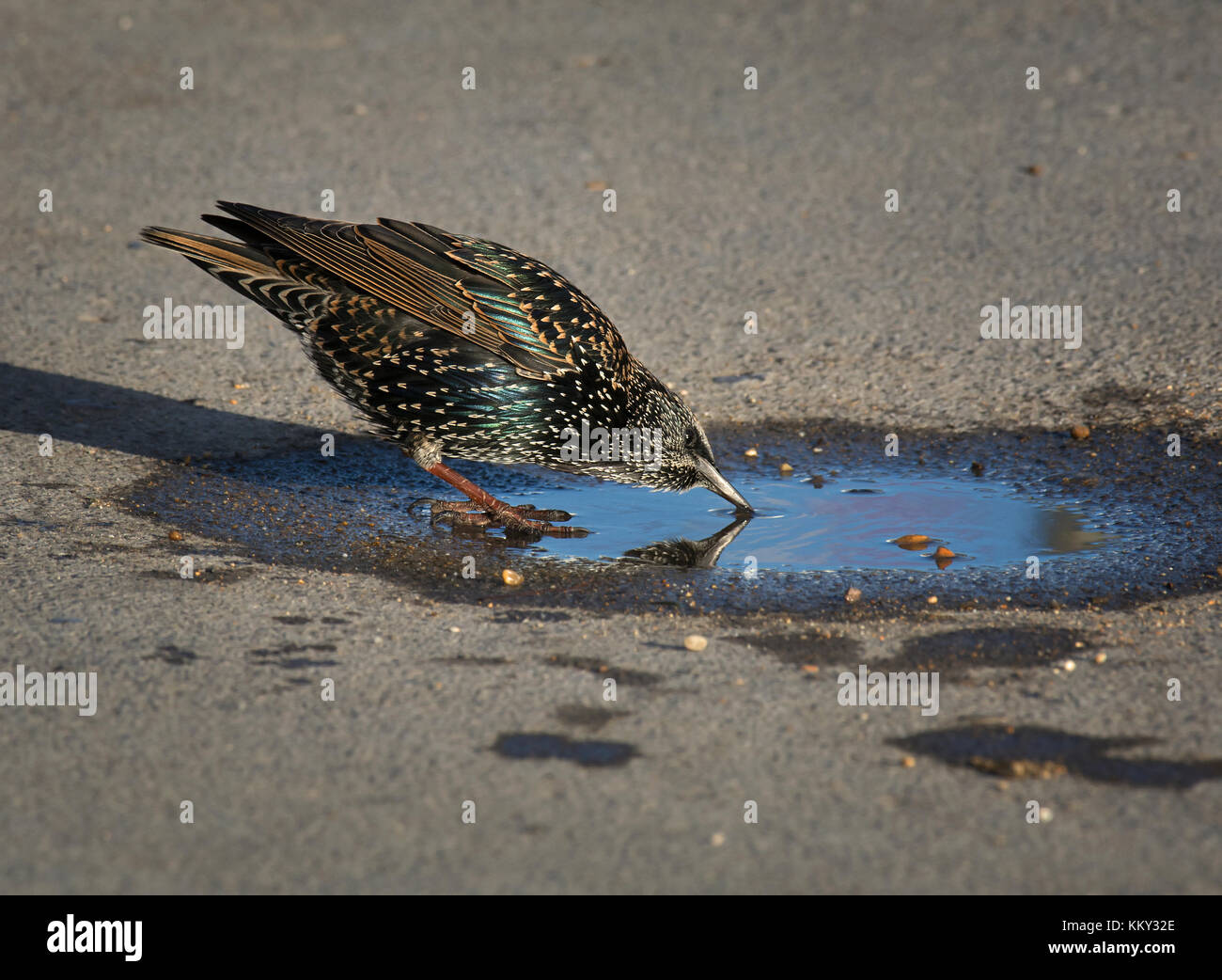 Common Starling, sturnus vulgaris, drinking from puddle in Dorset, UK ...