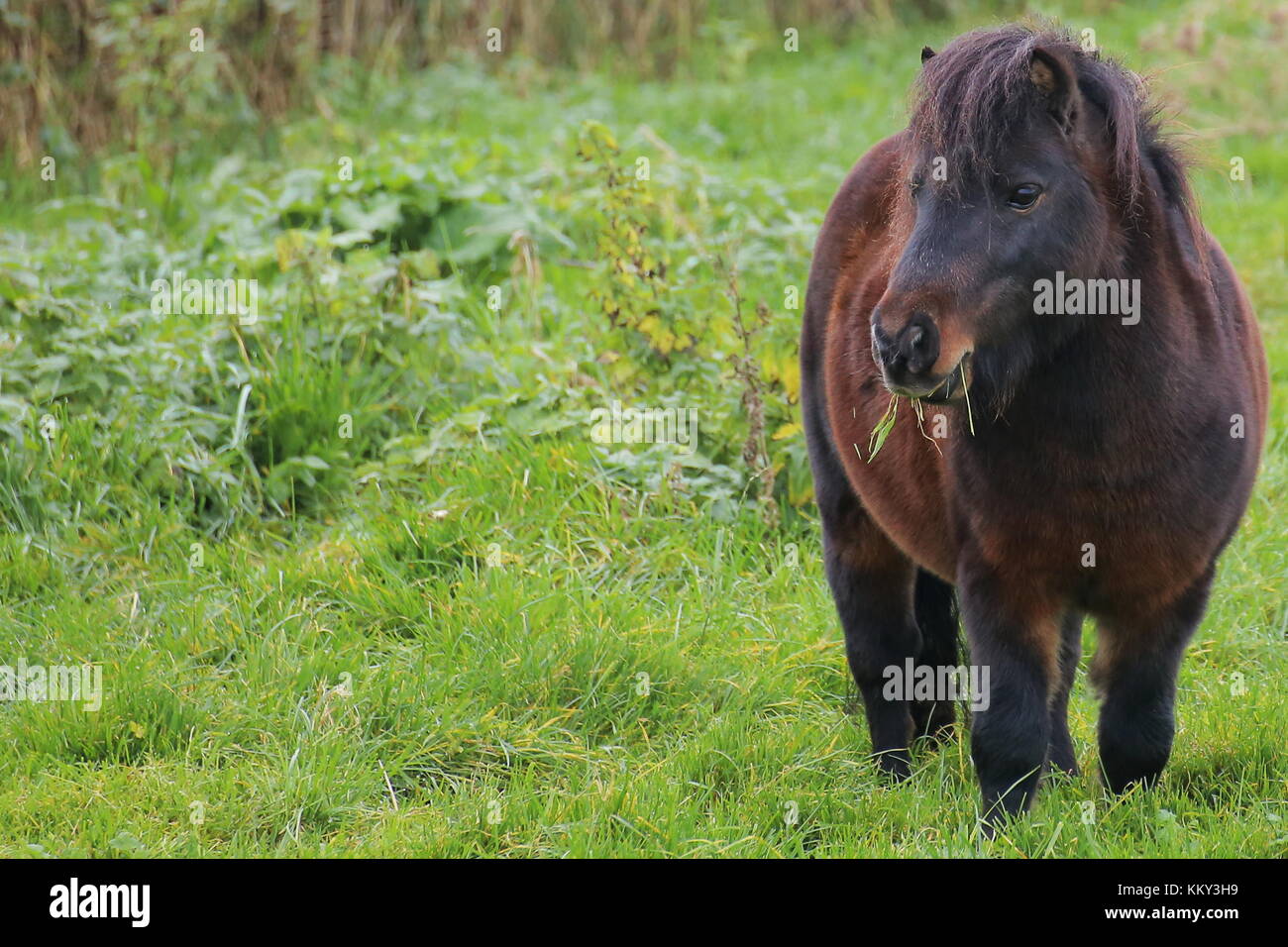 A cute pony eating grass on a lawn Stock Photo - Alamy