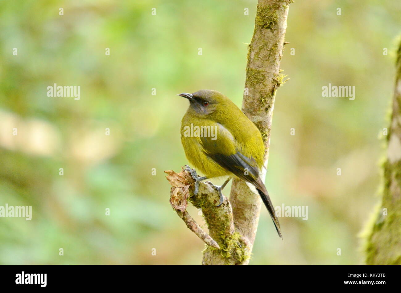 Bellbird High Resolution Stock Photography and Images - Alamy