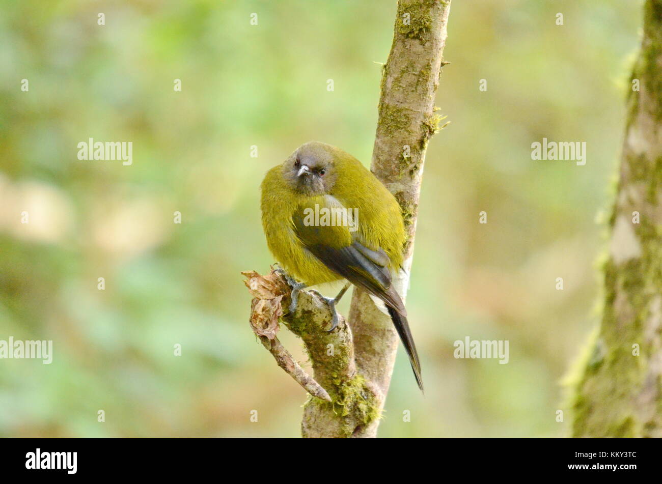 Bellbird female hi-res stock photography and images - Alamy