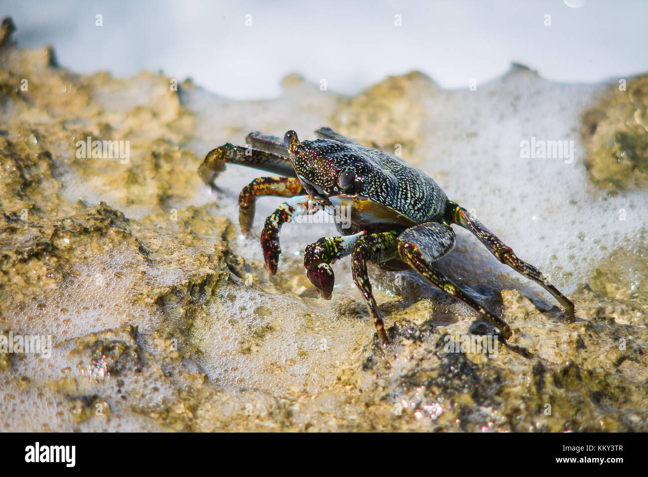 Crab trying to make it to its feeding grounds. It's a dangerous ...