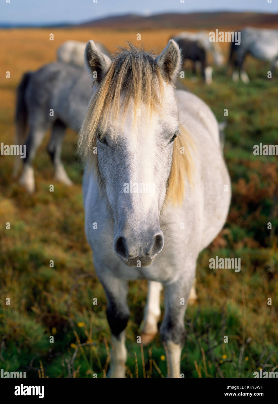 Portrait of a Welsh mountain pony grazing on Cefn Bryn Common, Gower ...