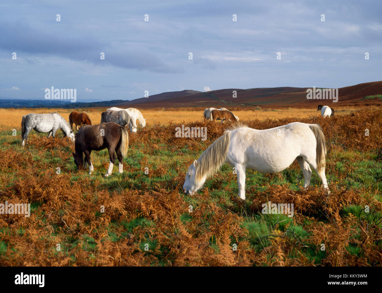 Welsh mountain ponies grazing on Cefn Bryn Common, Gower, Swansea. A ...