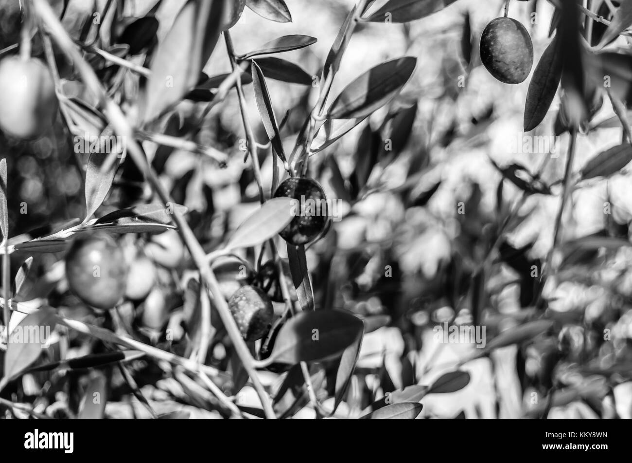 Black and white olive tree branch detail Stock Photo - Alamy