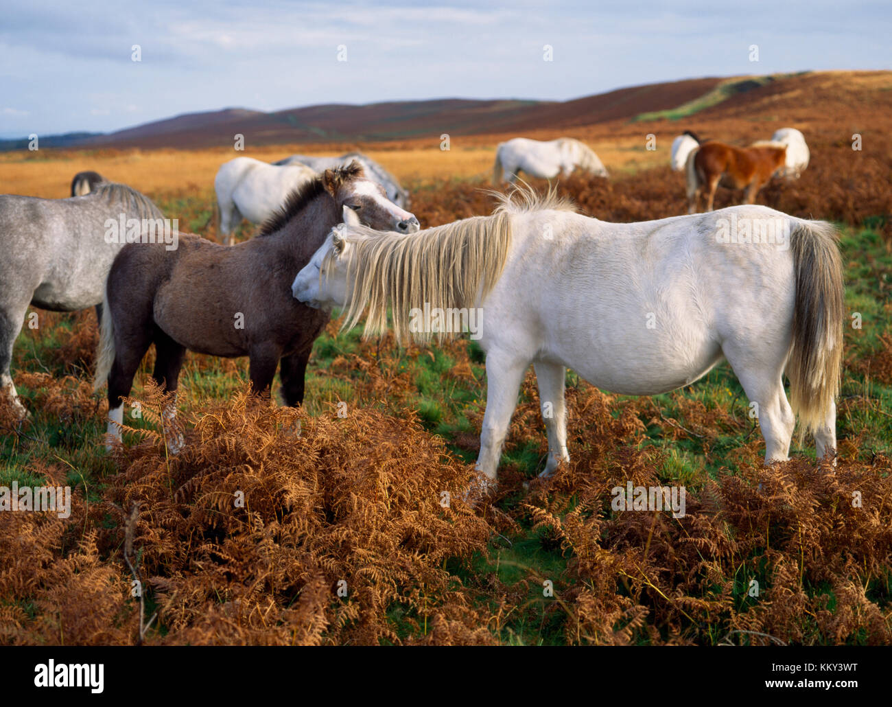 Welsh mountain ponies grazing on Cefn Bryn Common, Gower, Swansea. A ...
