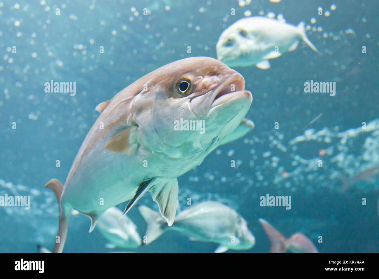 Underwater blue sea lion fish hi-res stock photography and images - Alamy