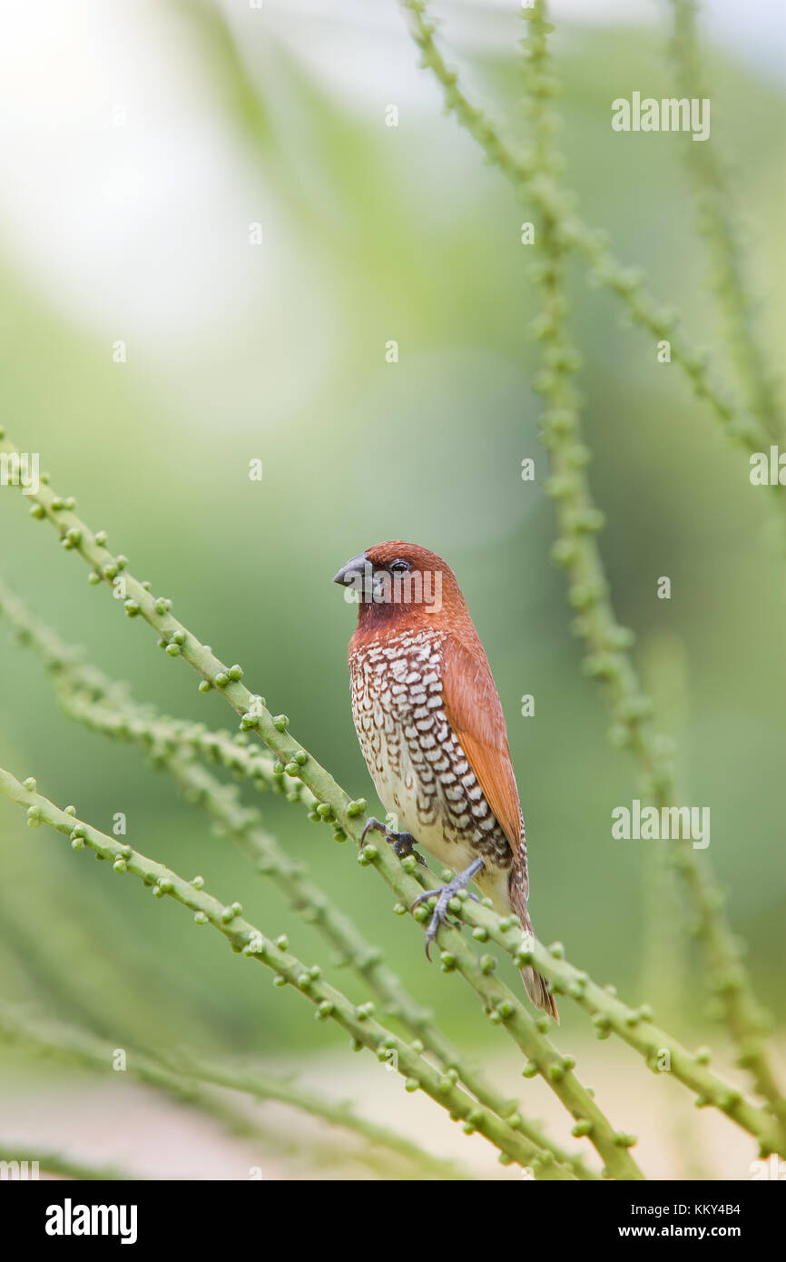 Mauritius bird hi-res stock photography and images - Alamy