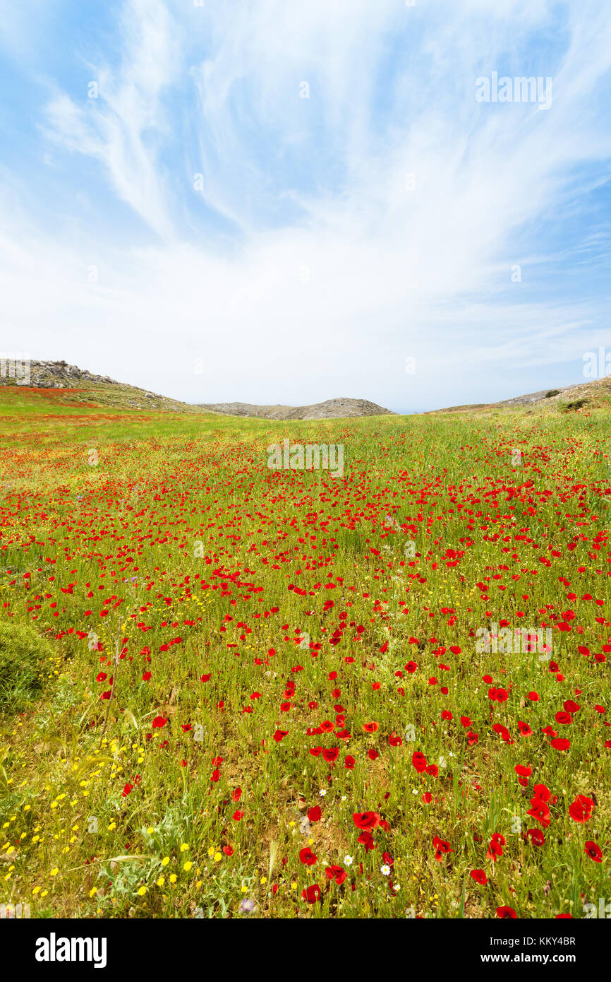 Crete - Greece - Poppy fields of Prevelhi, Europe Stock Photo - Alamy