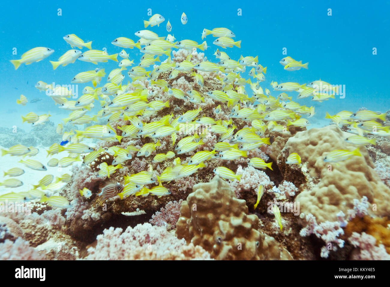 Mauritius fish hi-res stock photography and images - Alamy