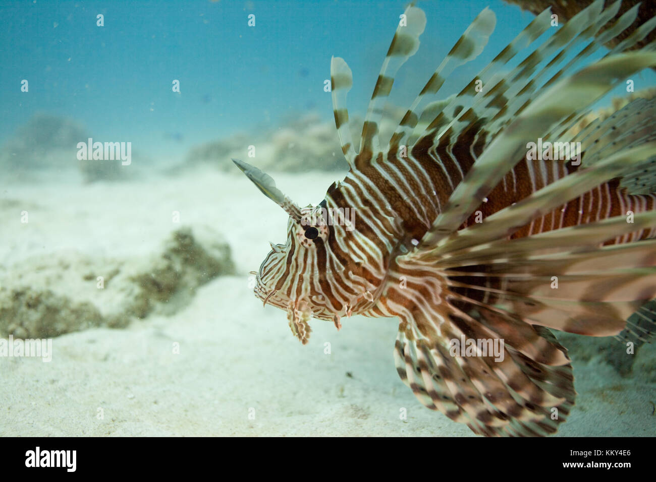 Mauritius fish hi-res stock photography and images - Alamy