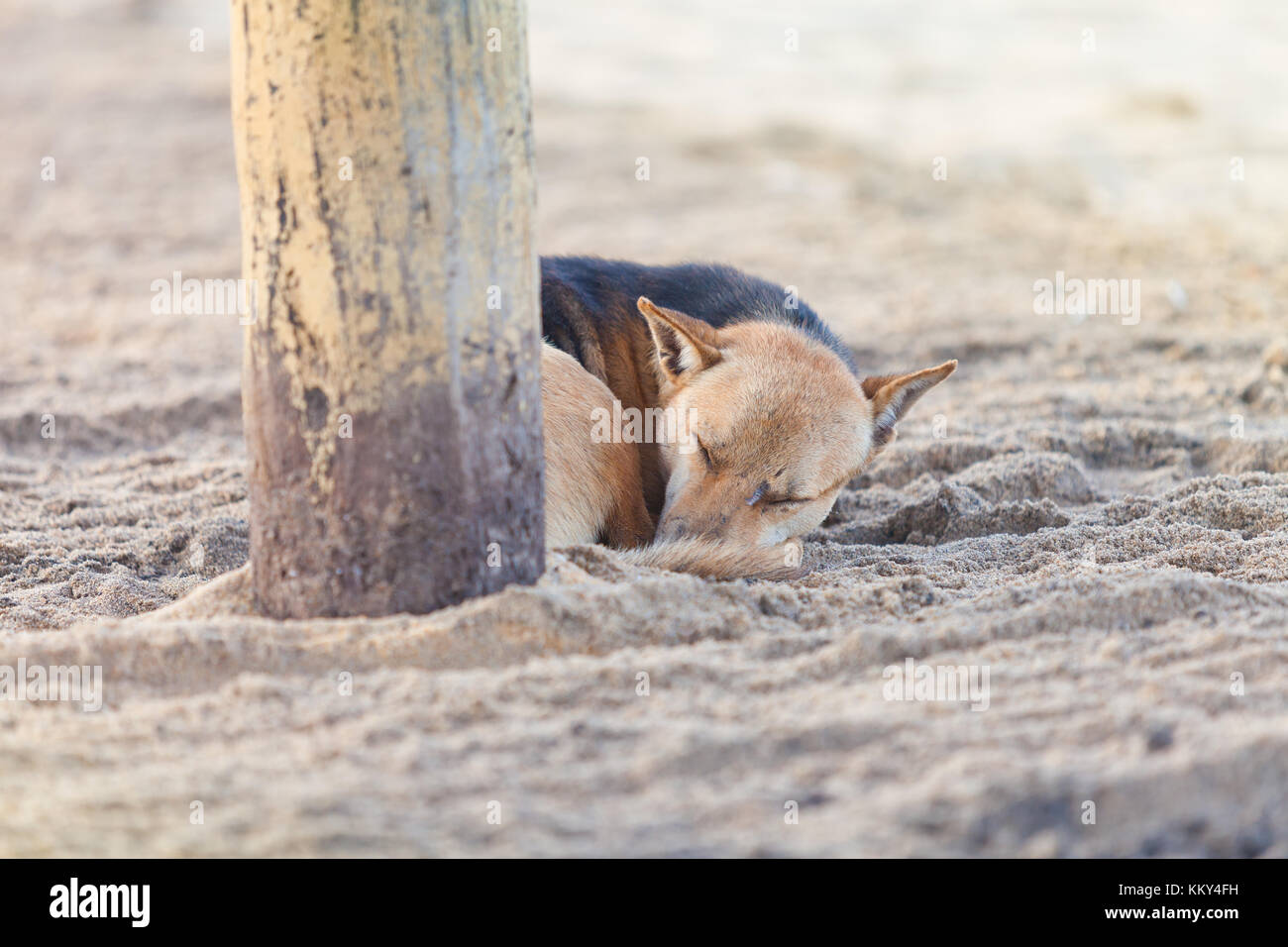 Sleeping dog at the beach hi-res stock photography and images - Alamy