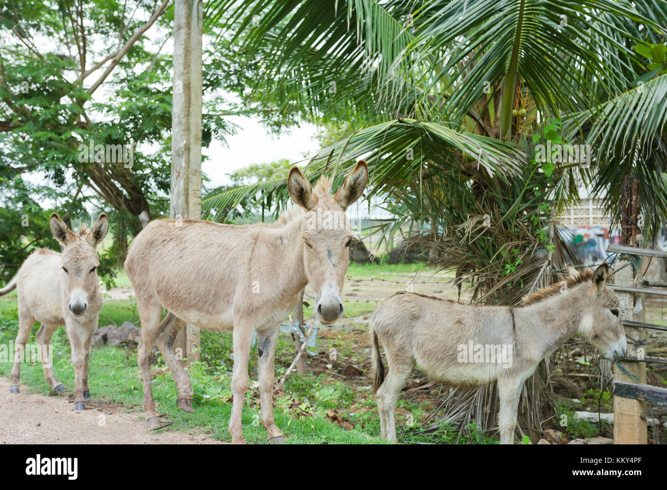 Mule in the streets of Sri Lanka, Asia Stock Photo - Alamy