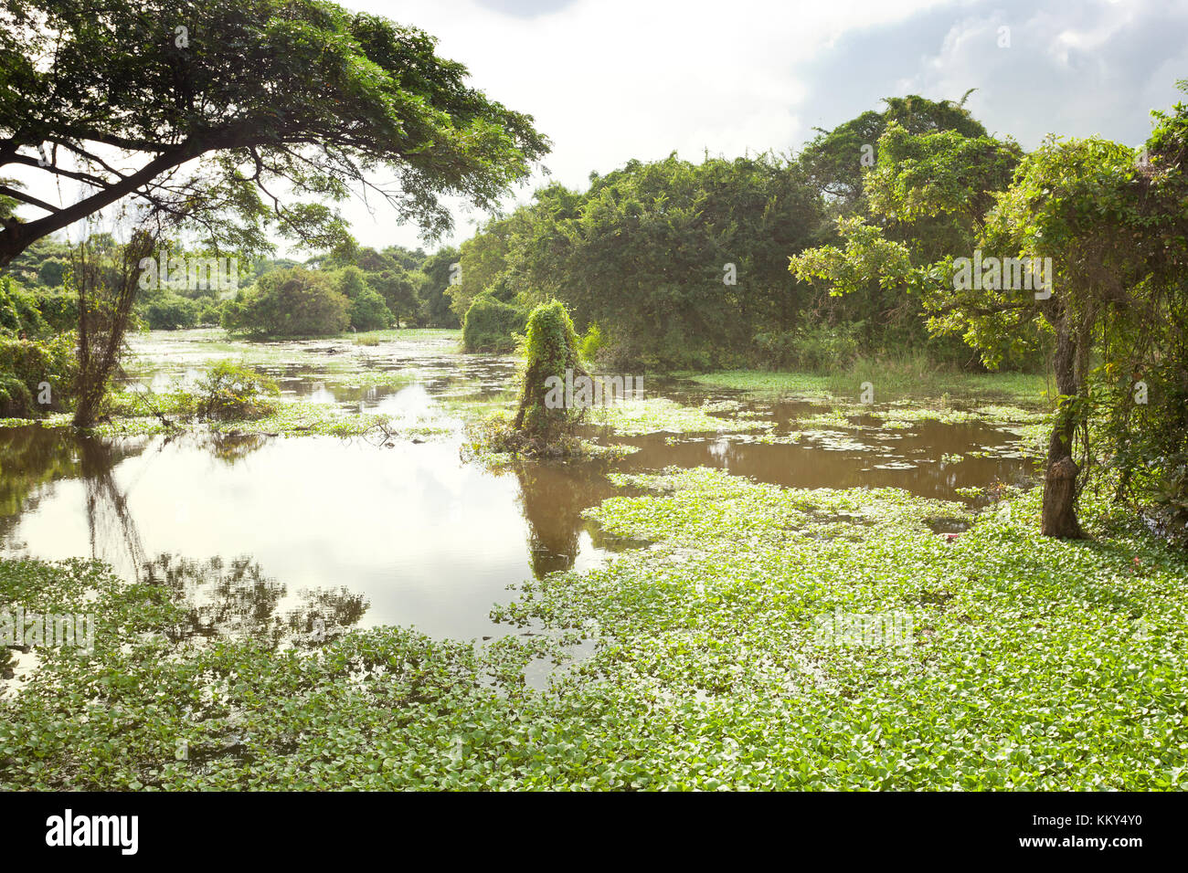 Chilaw Everglades, Sri Lanka, Asia Stock Photo - Alamy