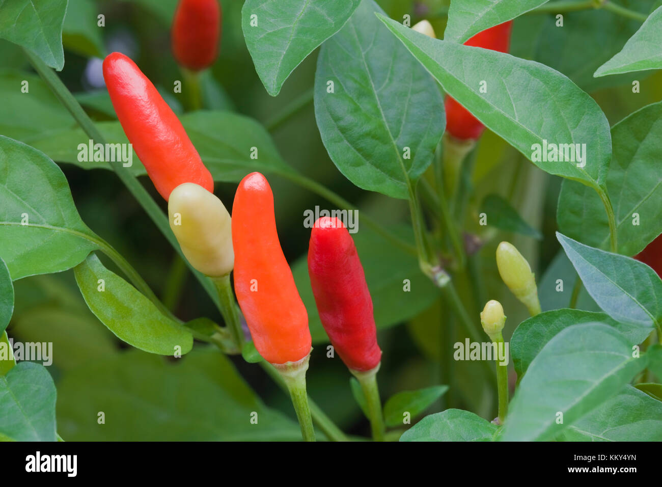 Ripe Colorful Chilli Peppers Bush Stock Photo - Alamy