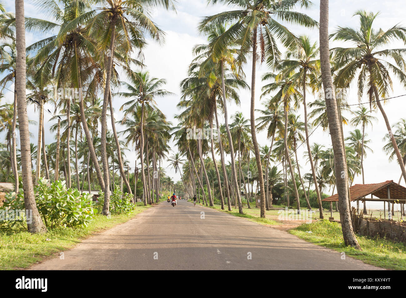 Coastal highway, Marawila, Sri Lanka, Asia Stock Photo - Alamy