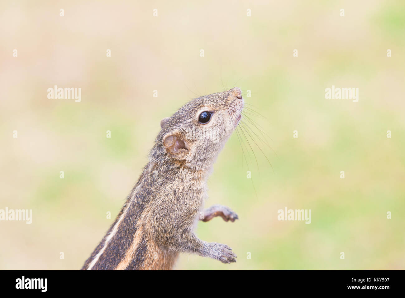 Relaxed squirrel hi-res stock photography and images - Alamy