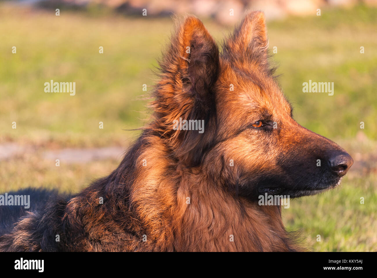 German shepherd dog, Alsatian Stock Photo - Alamy
