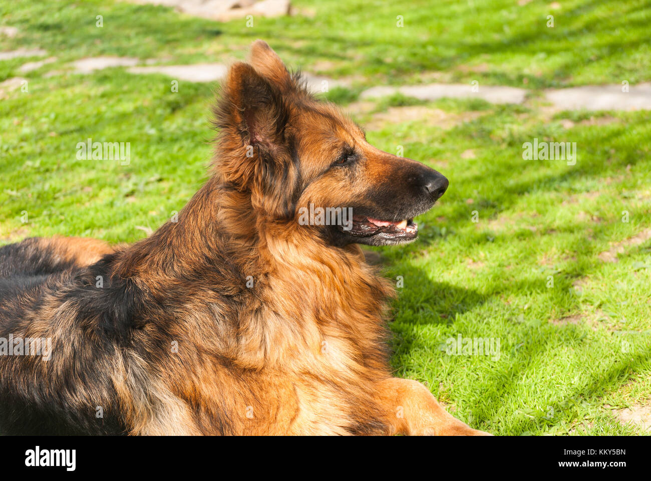 German shepherd dog, Alsatian Stock Photo - Alamy