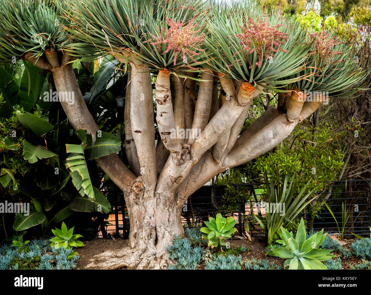 Cactus tree on a garden at Venice Beach, Los Angeles, LA, California ...