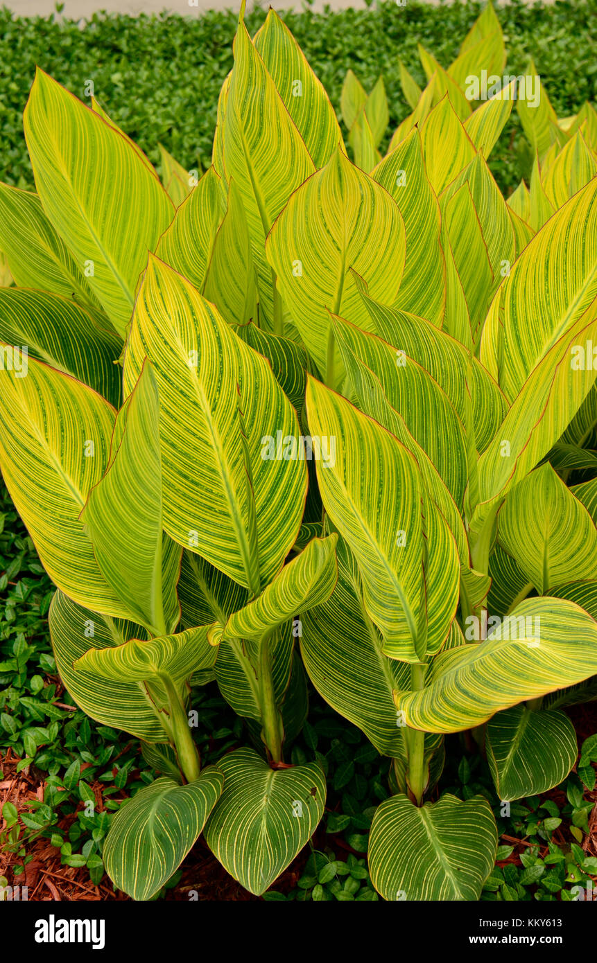 Decorative greenery here in a shopping centre in the Eastern United ...
